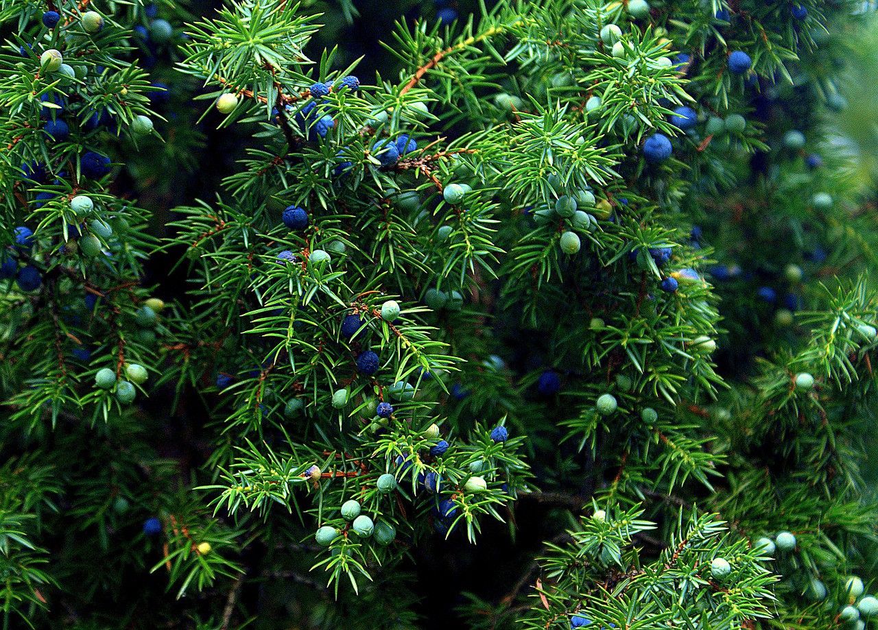 Juniper Berry | Medicinal Herbs Study Center